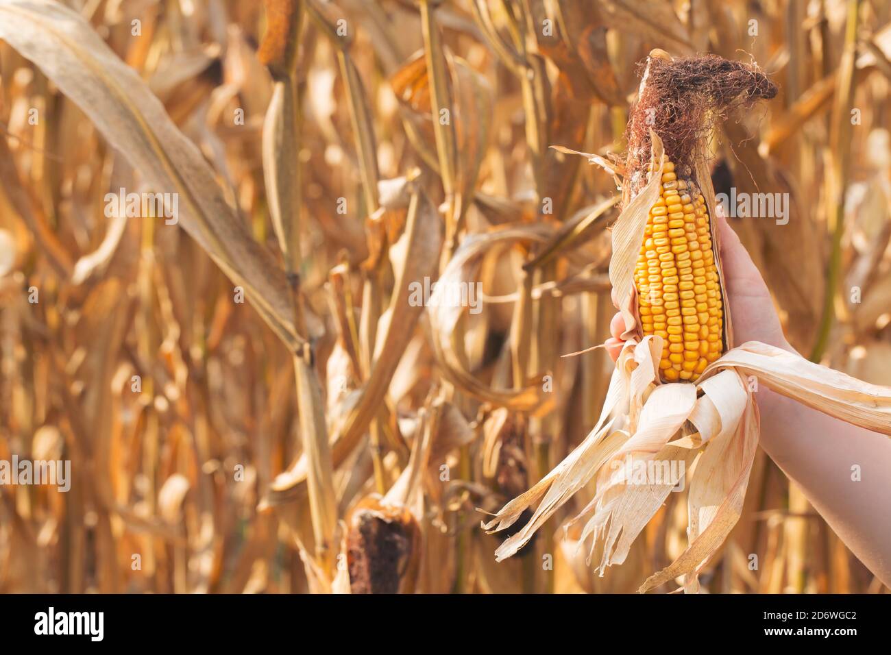 Dried Corn in a Louisiana Field Stock Photo - Alamy