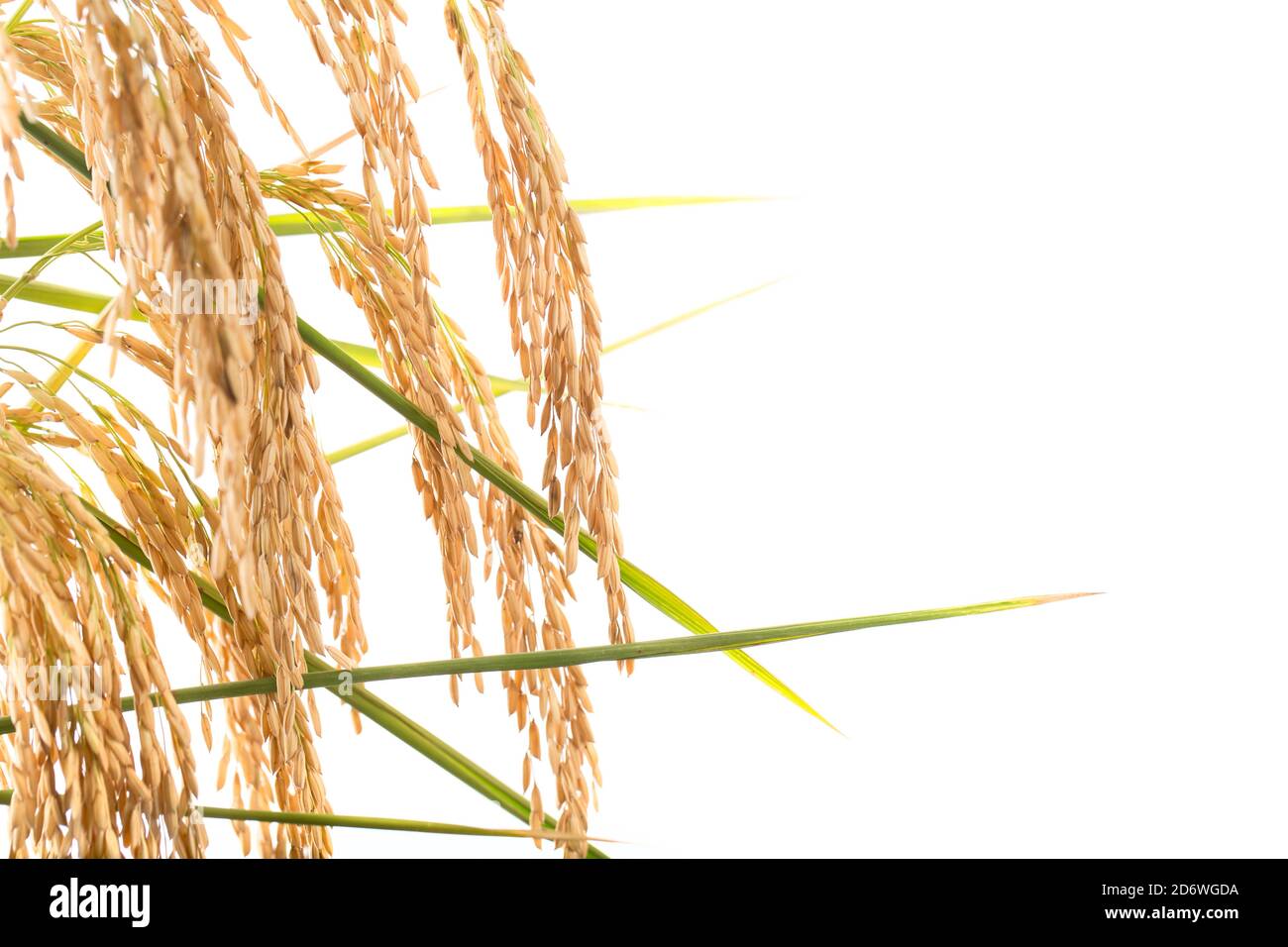 Rice Ready for Harvest in a Louisiana Field Stock Photo - Alamy