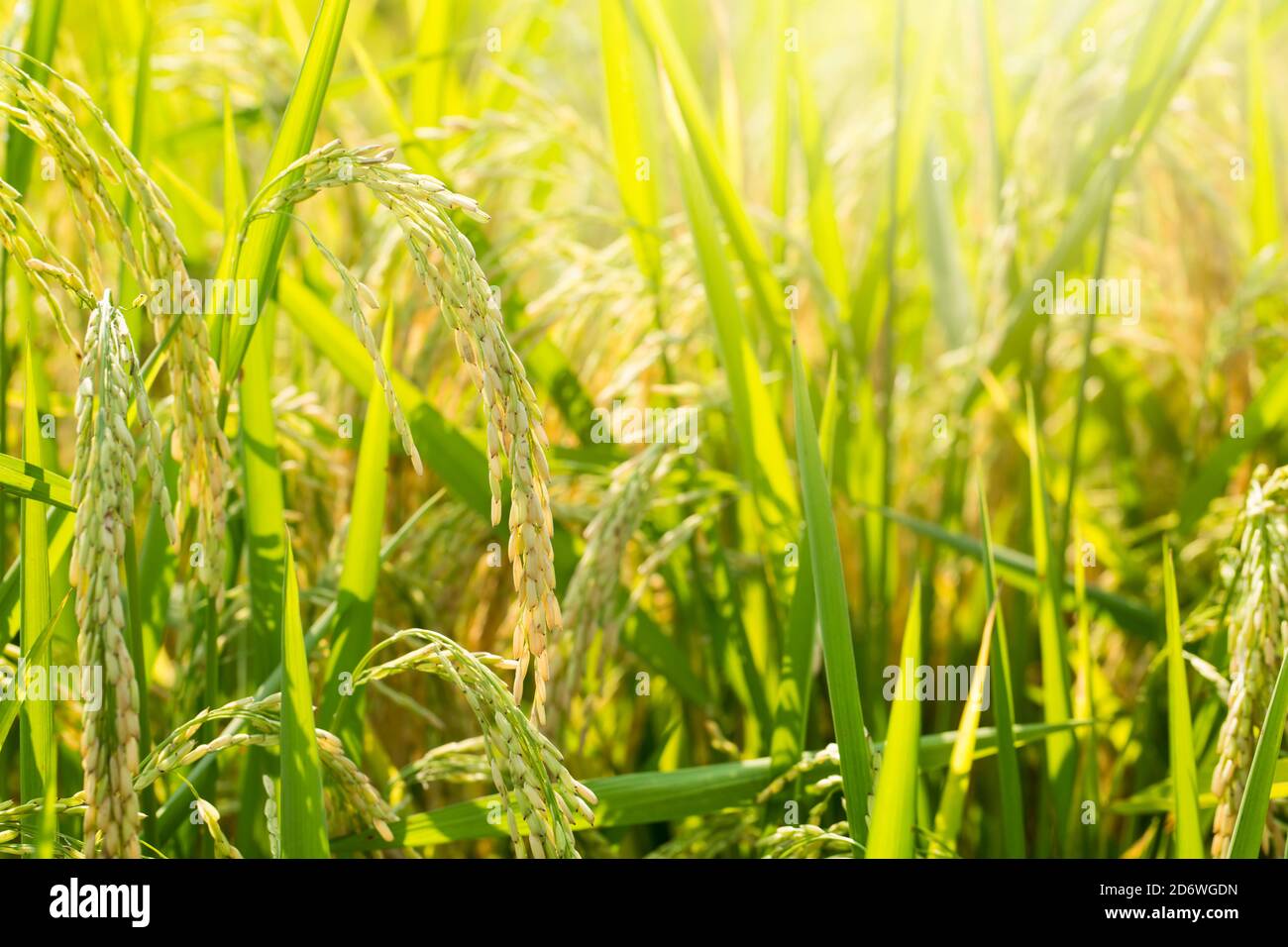 Rice ready for harvest hi-res stock photography and images - Alamy