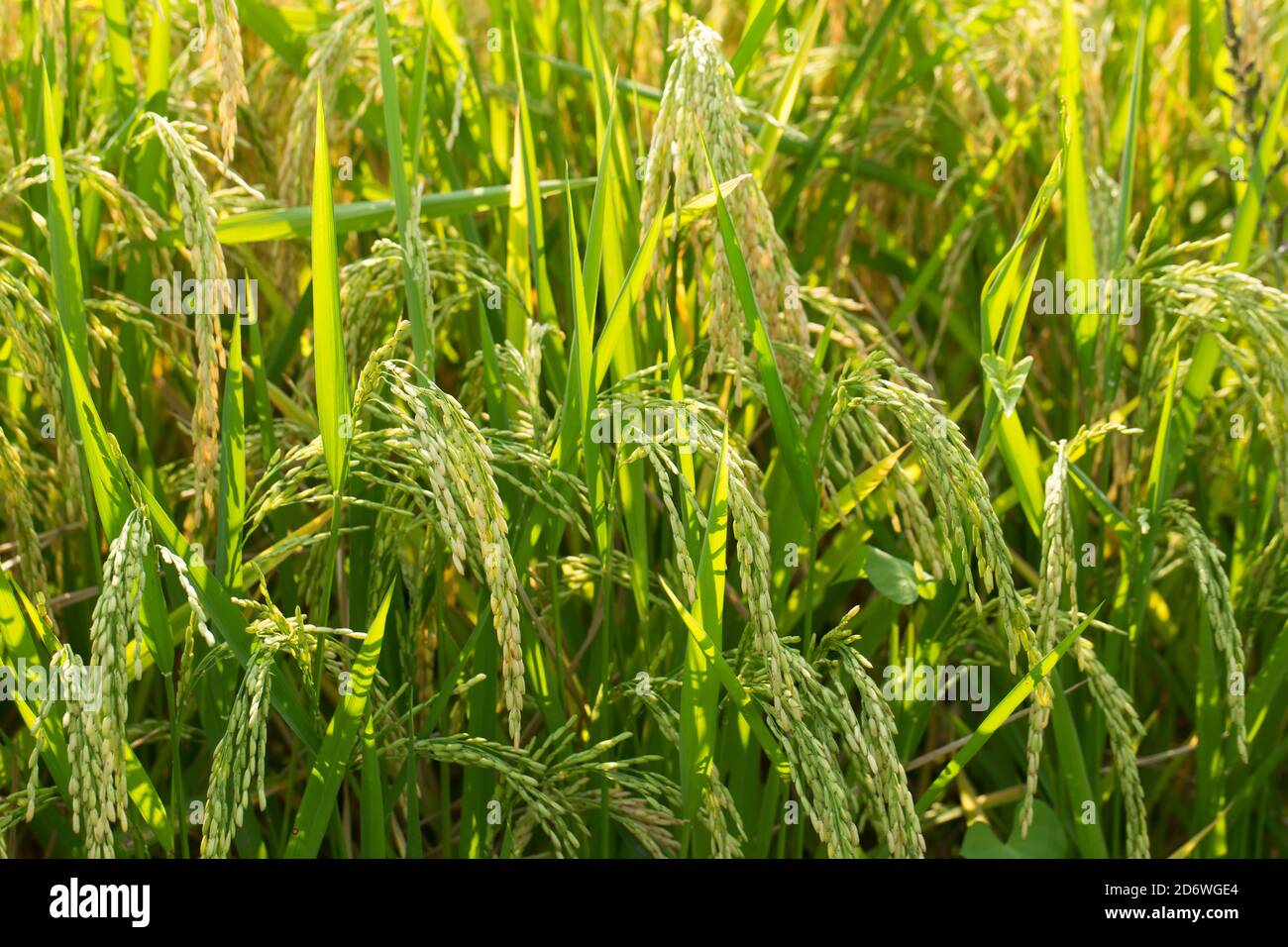 Rice ready for harvest hi-res stock photography and images - Alamy