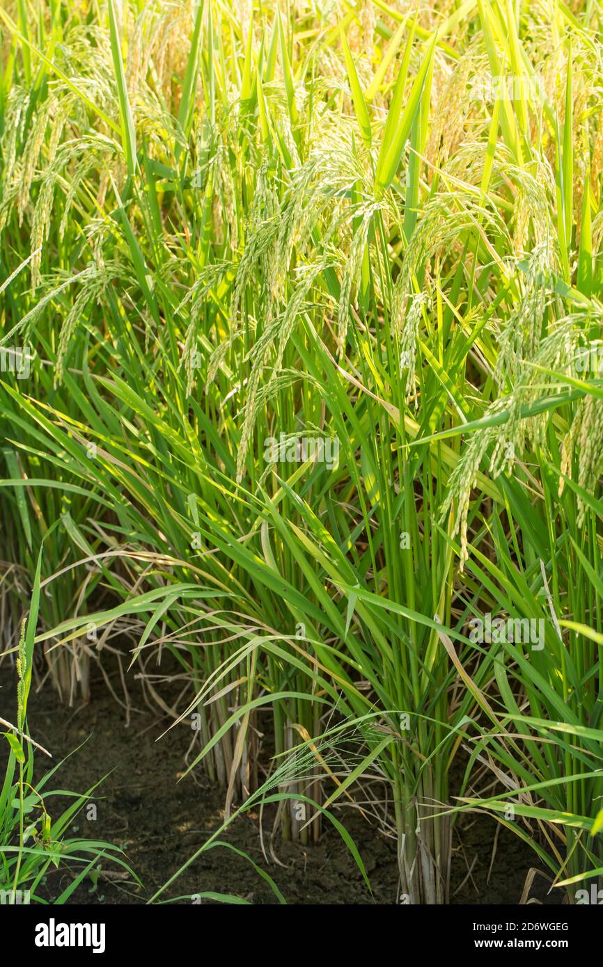 Rice Ready for Harvest in a Louisiana Field Stock Photo - Alamy