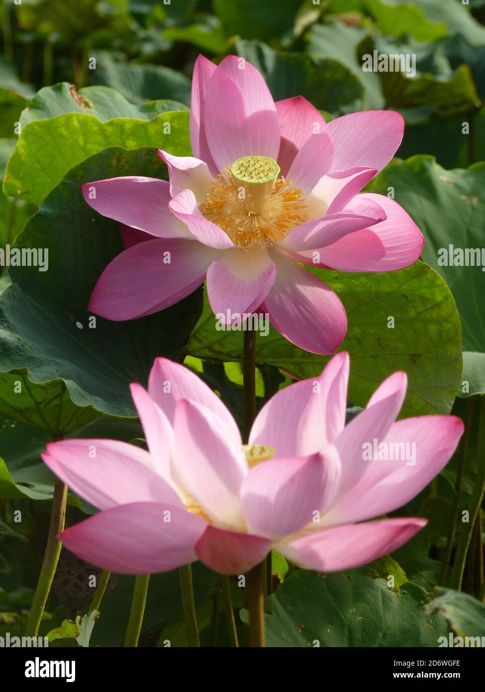 Vertical shot of a blooming lotus flower in the greenery Stock Photo ...