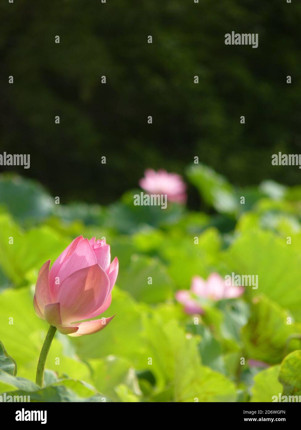 Vertical shot of a blooming lotus flower in the greenery Stock Photo ...
