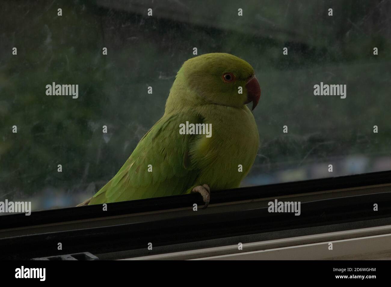 Wild Parrot sitting in window in Europe, stuck inside the house, This ...