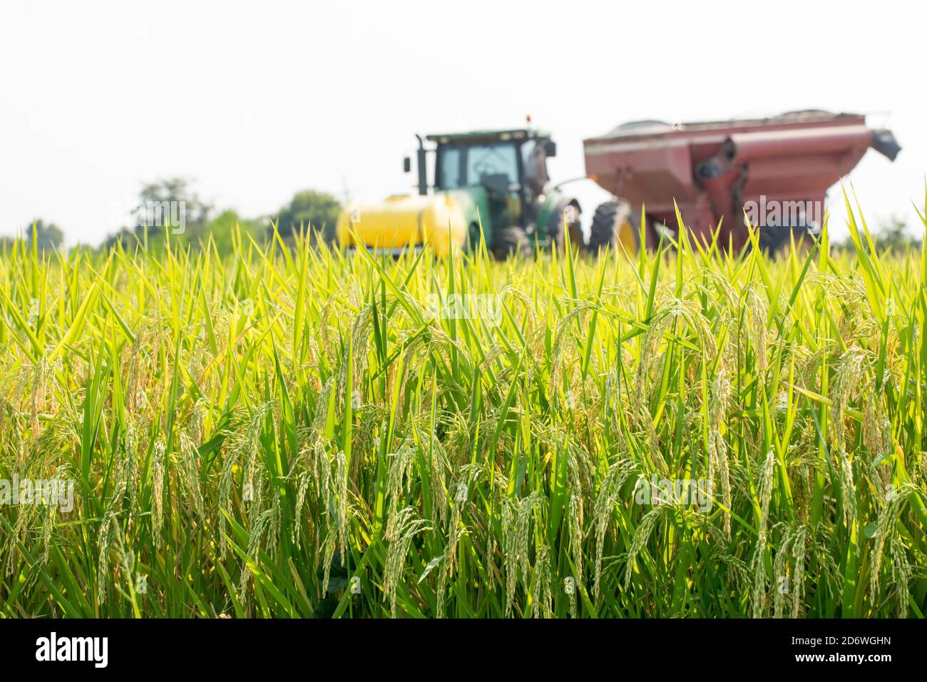 Rice Ready for Harvest in a Louisiana Field Stock Photo - Alamy