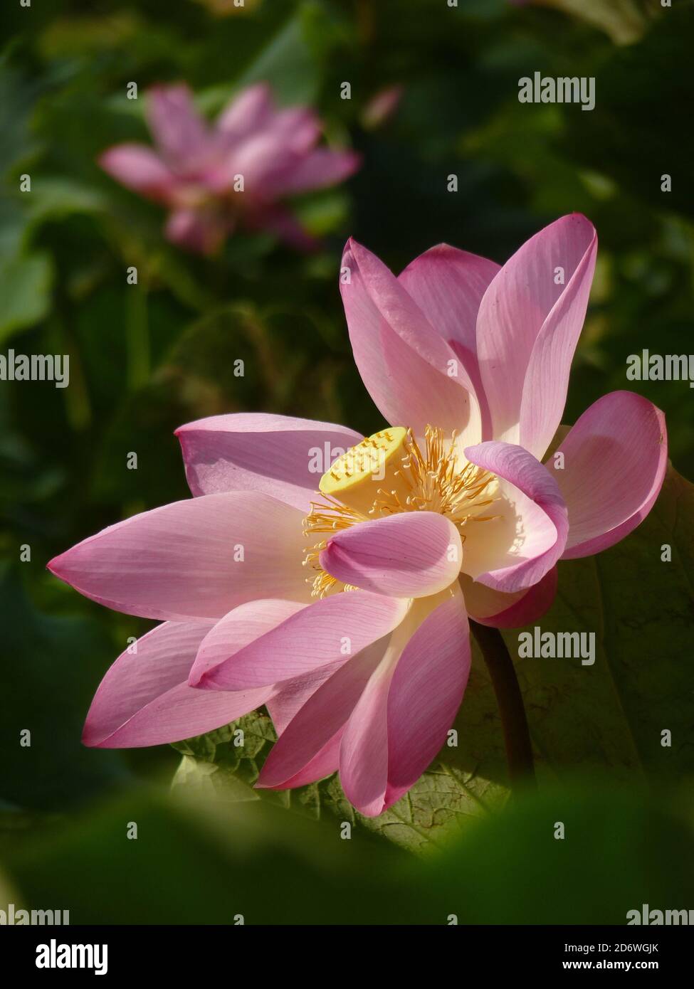 Vertical shot of a blooming lotus flower in the greenery Stock Photo ...
