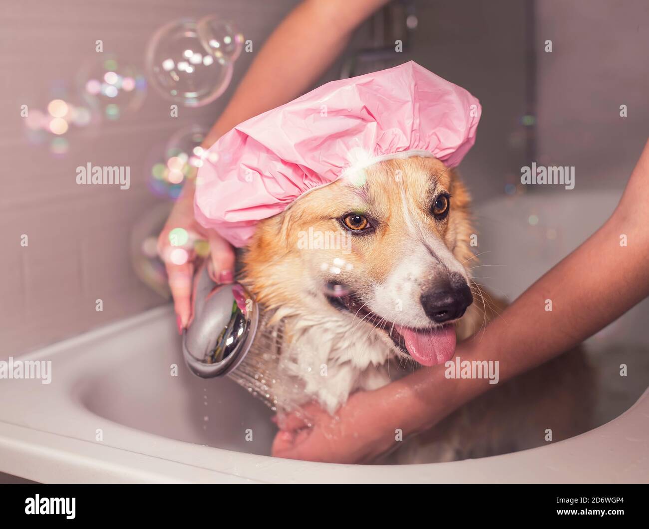 cute Corgi dog in a rubber cap in the bathroom with foam and soap ...