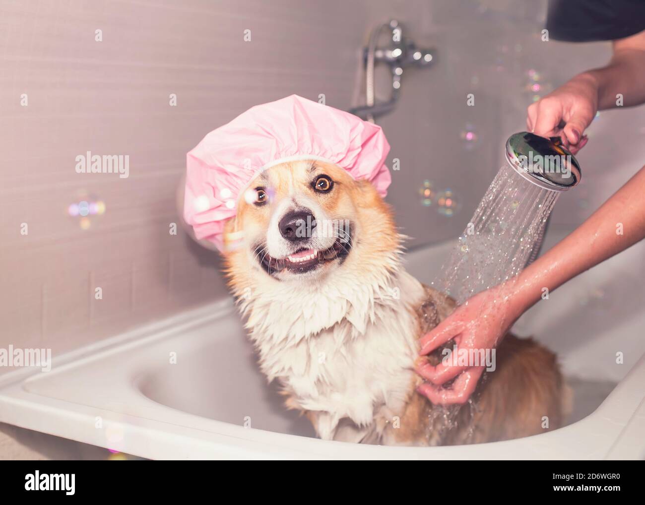 portrait of a cute Corgi dog in a rubber cap in the bathroom with foam ...