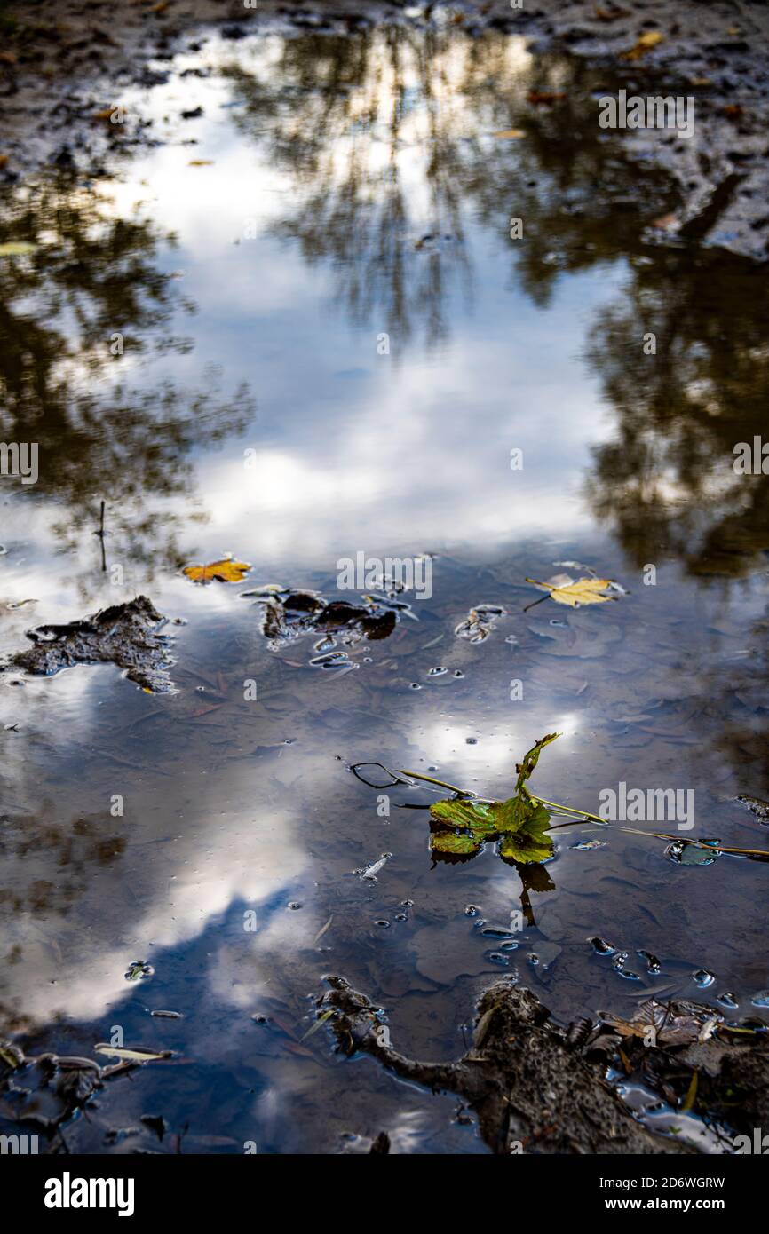 Green leaf between the reflections of the cloudy blue sky on the puddle ...
