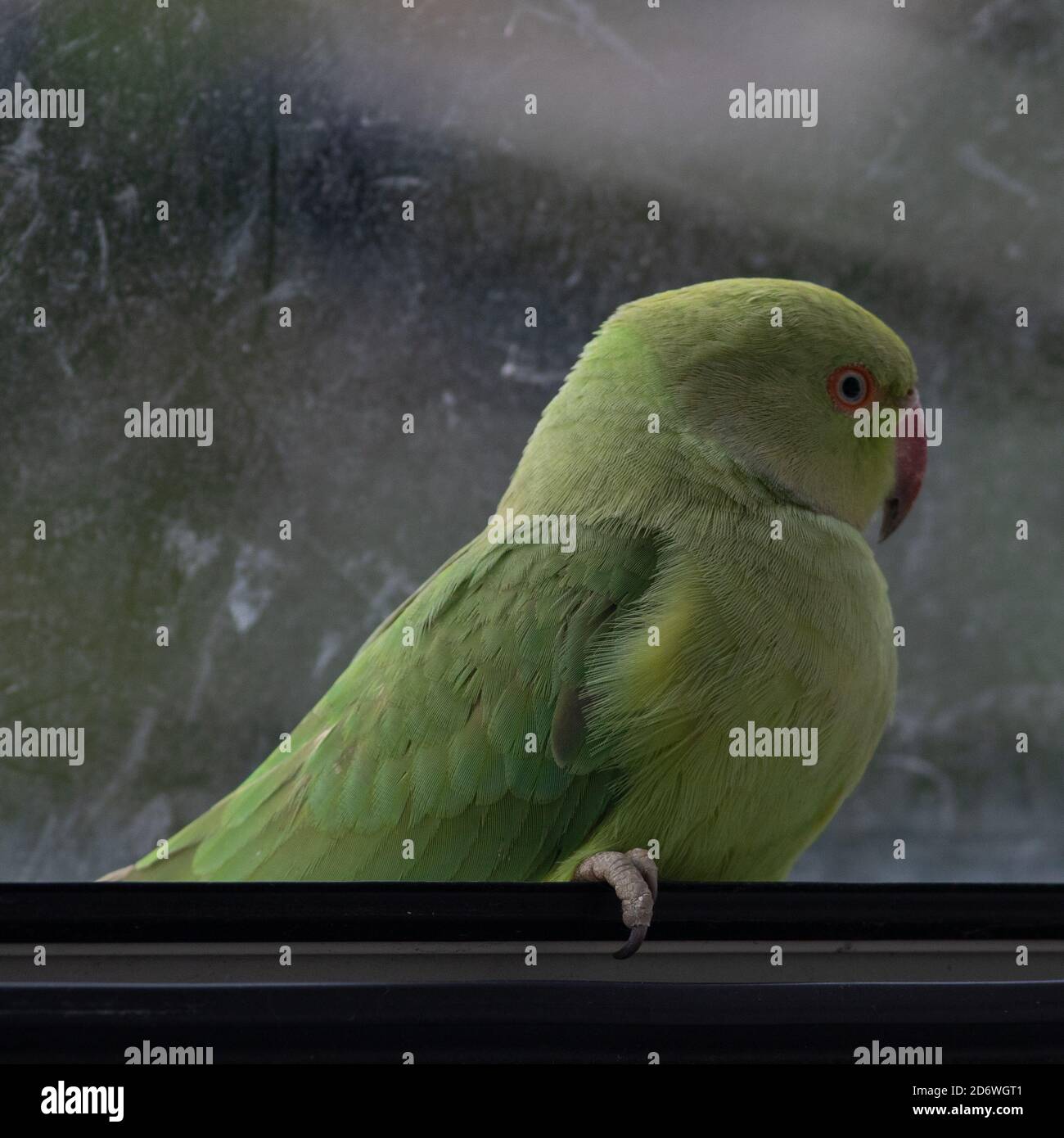 Parrot window frame hi-res stock photography and images - Alamy