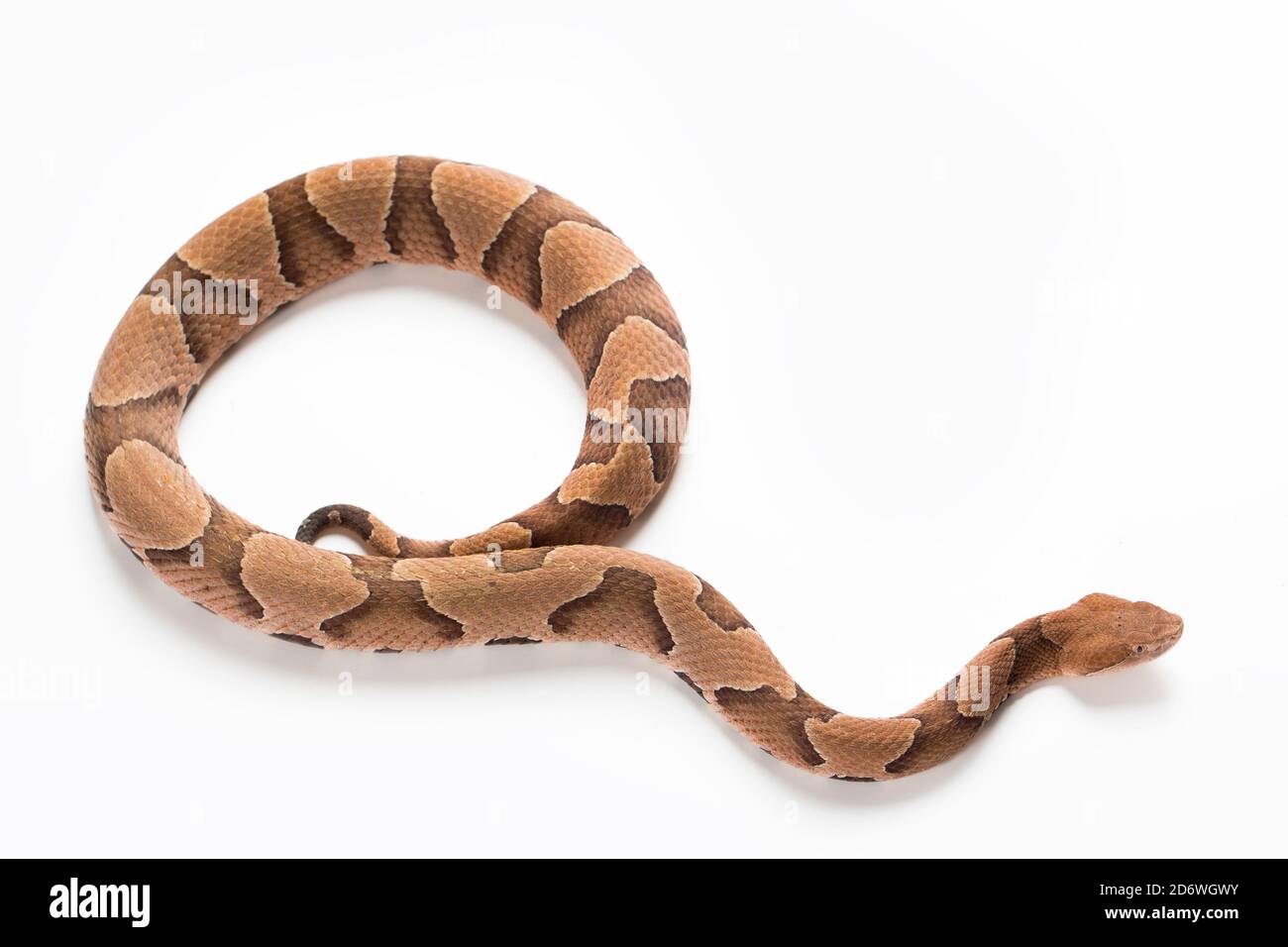 Baby Copperhead Fangs