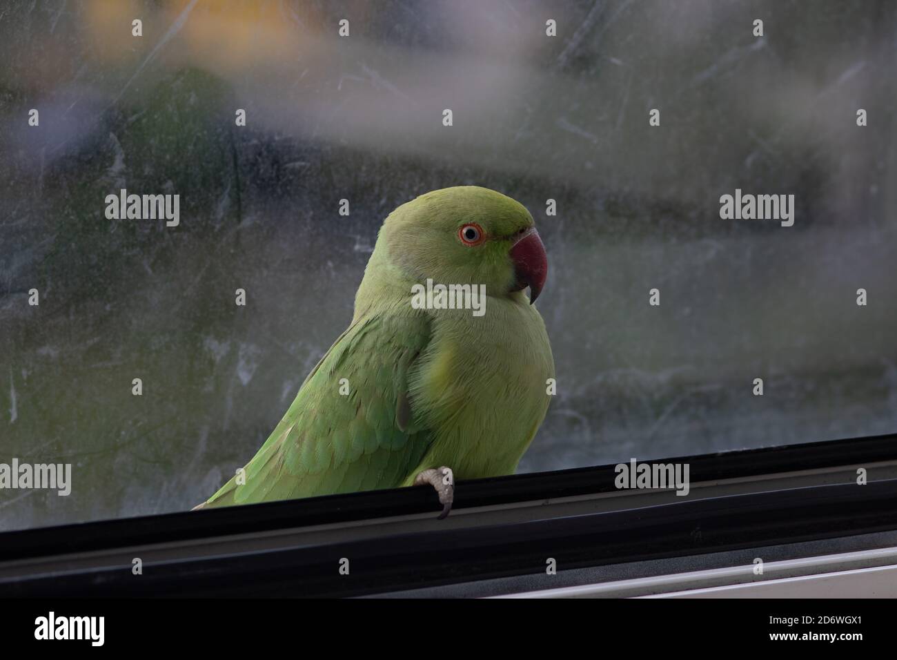 Parrot window frame hi-res stock photography and images - Alamy