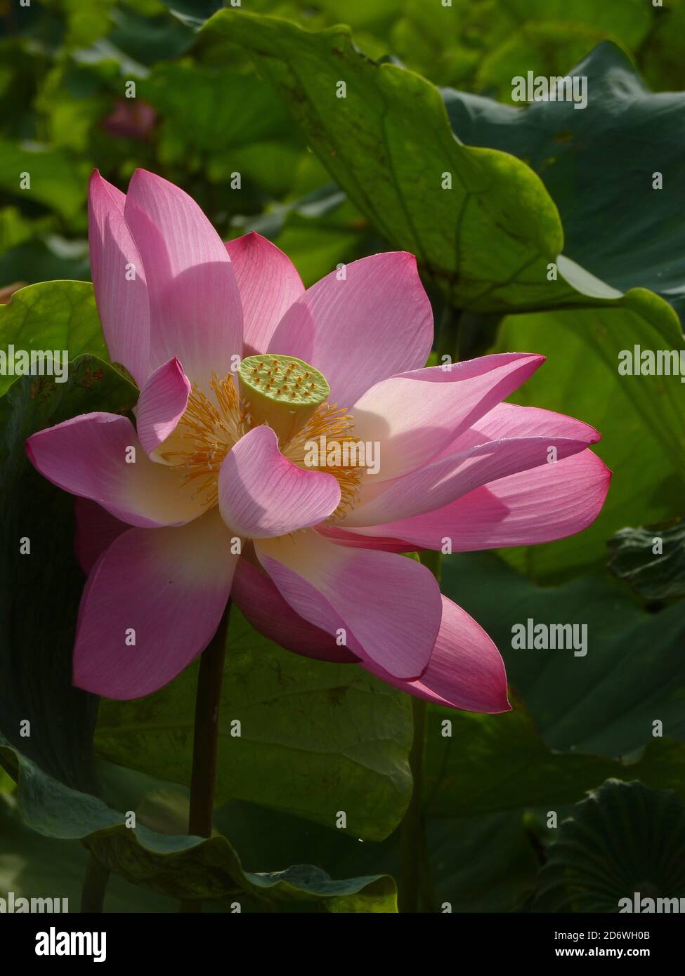 Vertical shot of a blooming lotus flower in the greenery Stock Photo ...