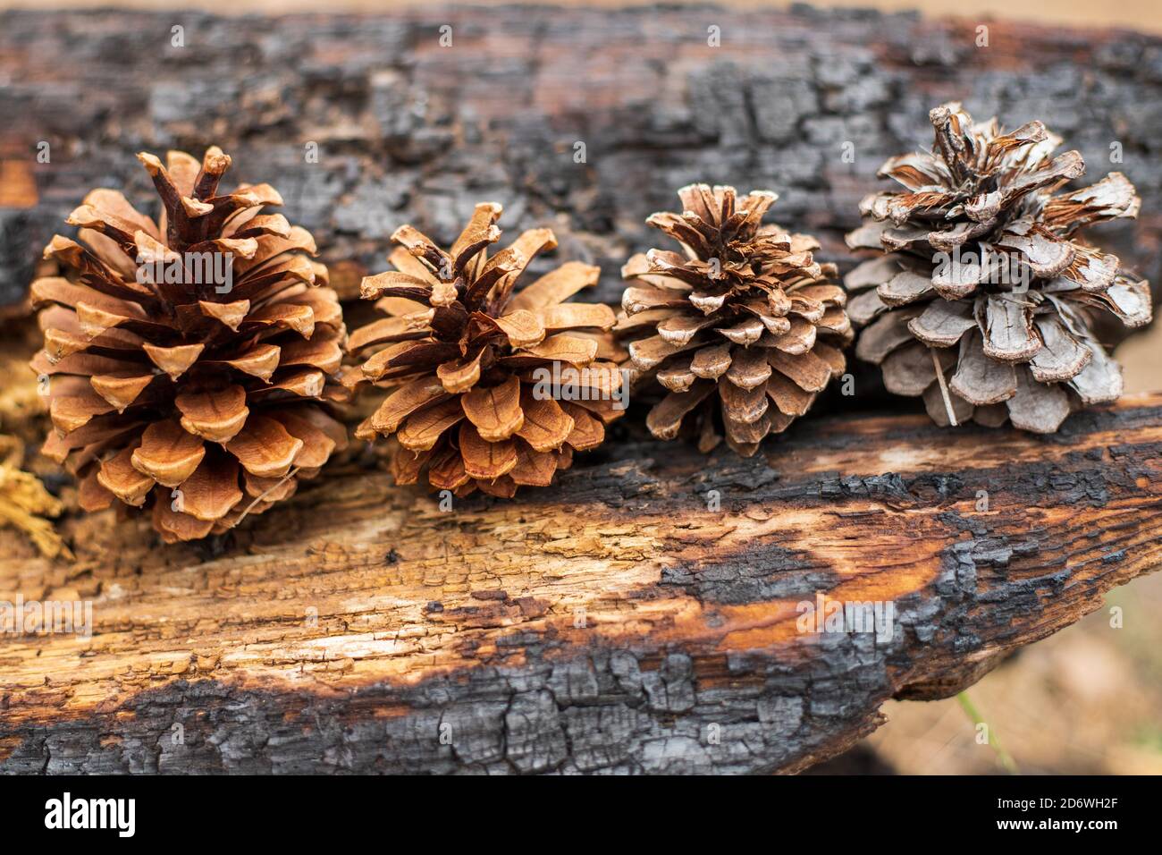Burnt pine cone hi-res stock photography and images - Alamy