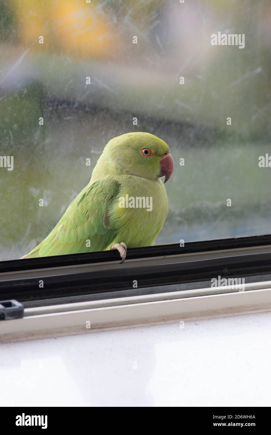 Wild Parrot sitting in window in Europe, stuck inside the house, This ...