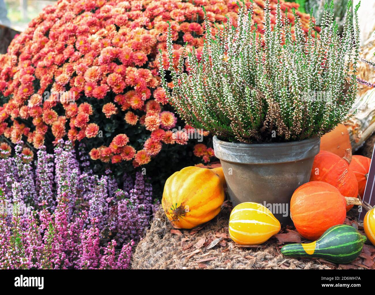 Autumn composition with different types of pumpkins and decorative ...
