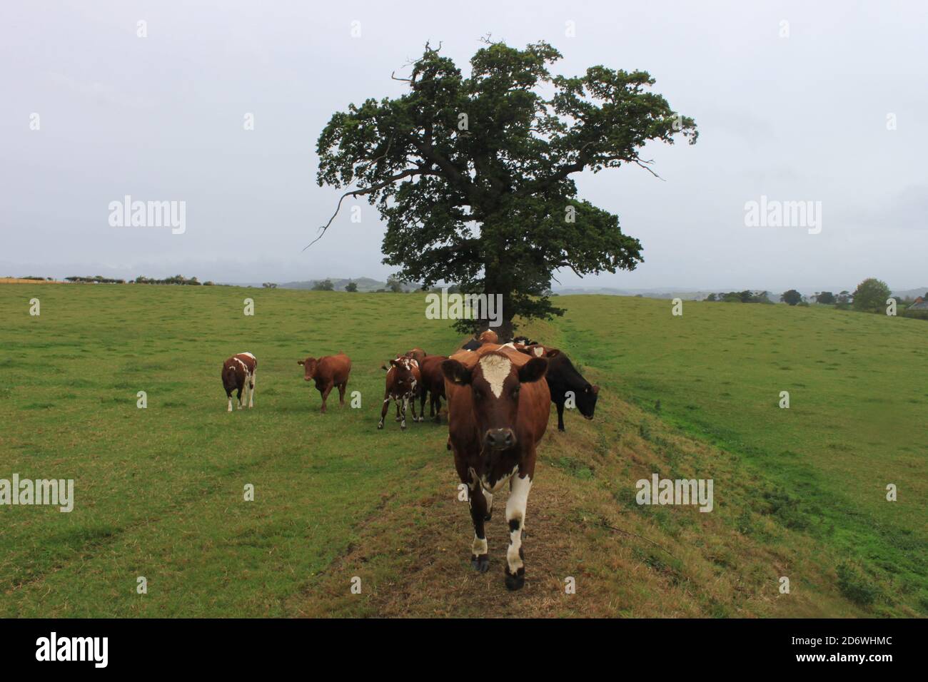 Offa's Dyke Path. National Trail. Long-distance trail. Anglo–Welsh ...