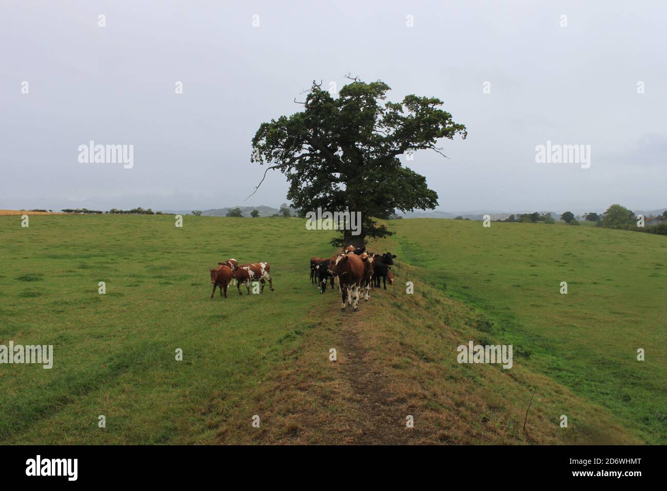 Offa's Dyke Path. National Trail. Long-distance trail. Anglo–Welsh ...
