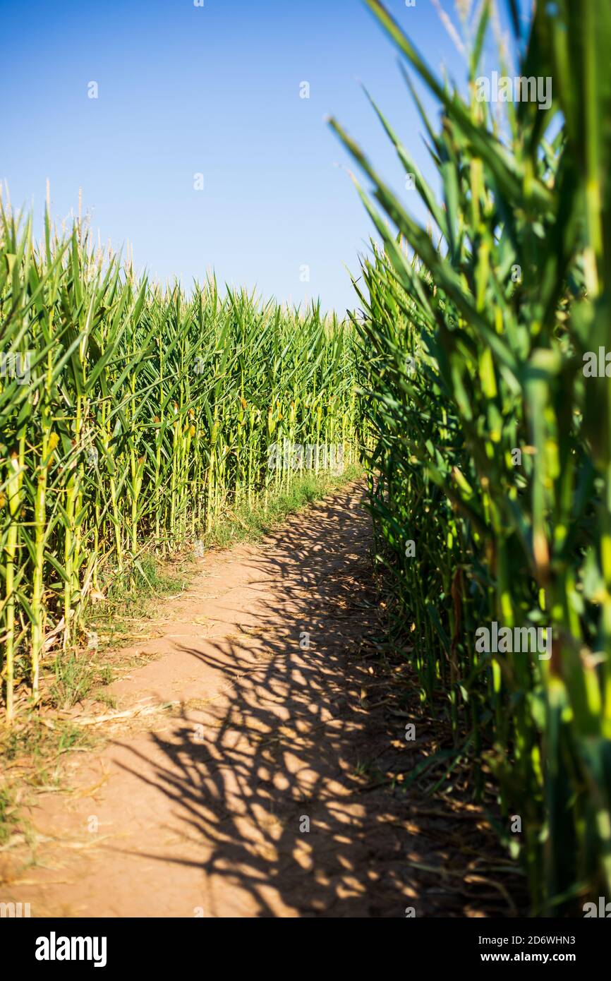Pine flower corn hi-res stock photography and images - Alamy