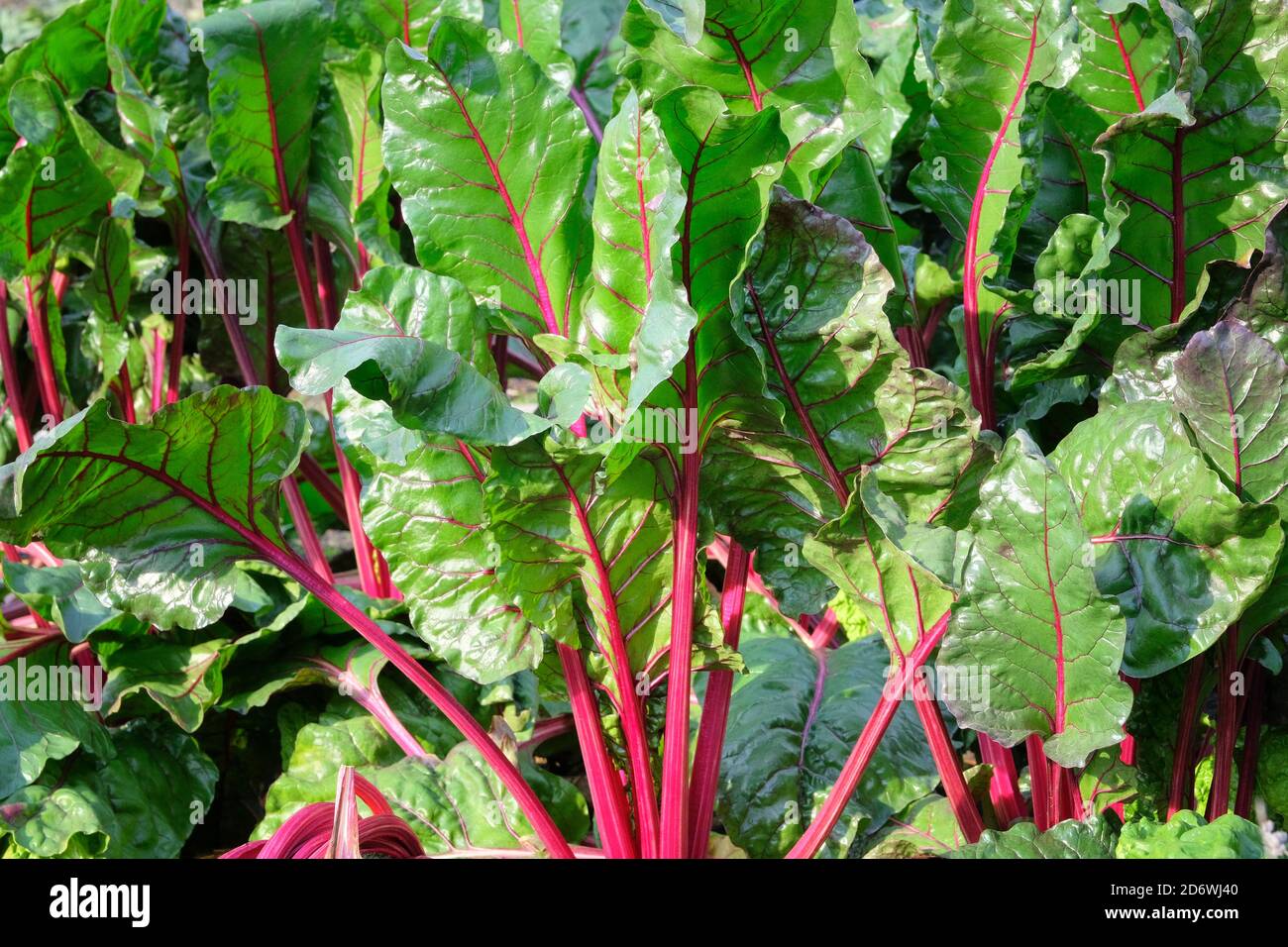 Young, sprouted chard growing in the vegetable garden. Chard leaf in ...