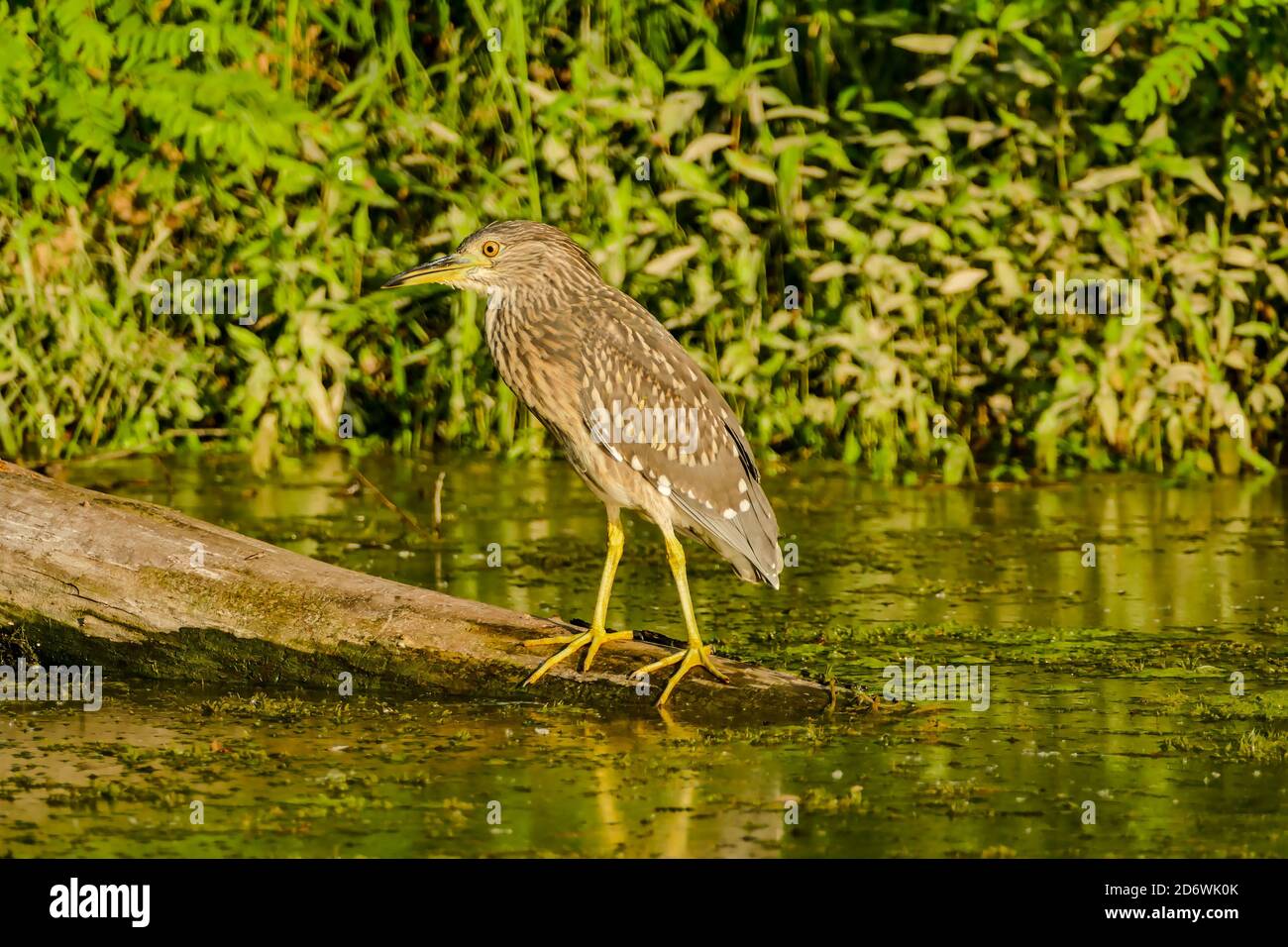 Eurasian Bittern Great bittern Stock Photo - Alamy