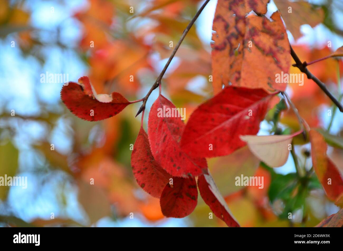 Autumn. Fall scene. Beautiful Autumnal park. Beauty nature scene ...