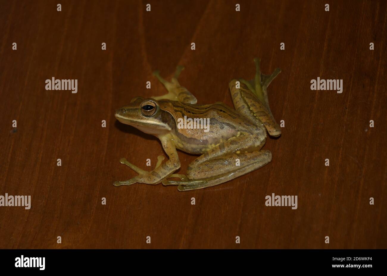 Frog skin close hi-res stock photography and images - Alamy