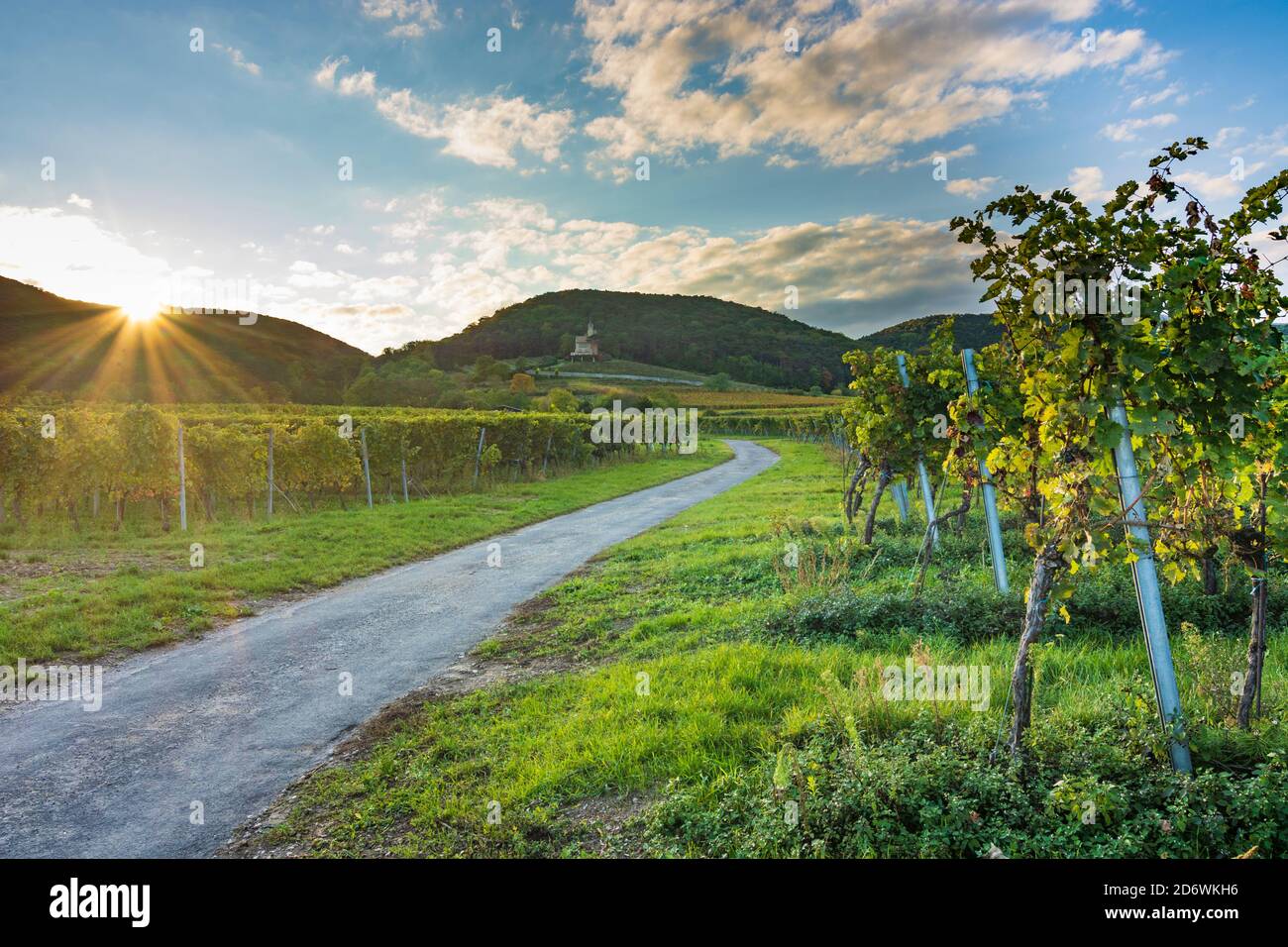 Sooß: house Lausturm, vineyard, mountain Wienerwald in Wienerwald ...