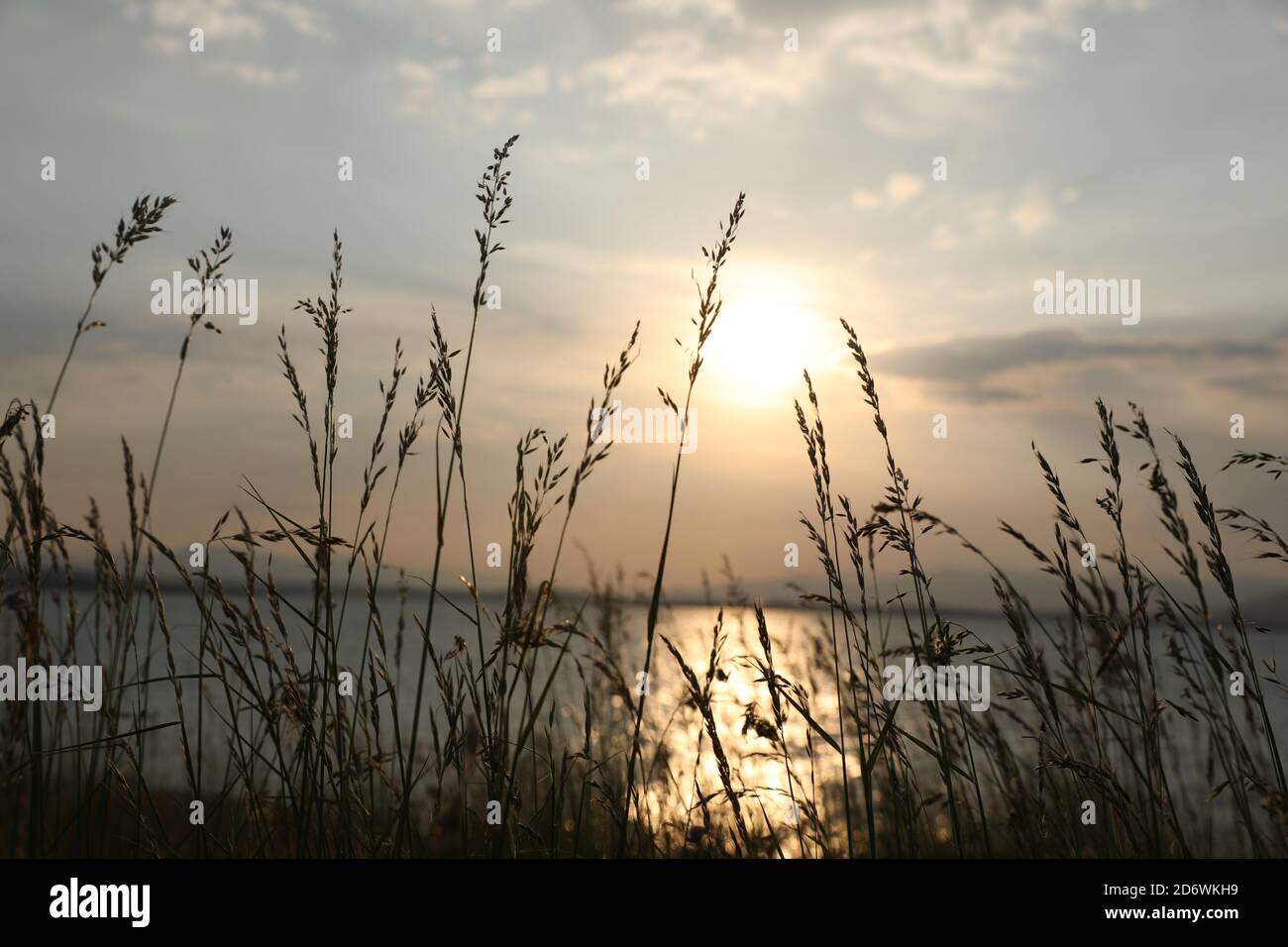 Beautiful shot of reeds on a seashore with the sun shining Stock Photo ...