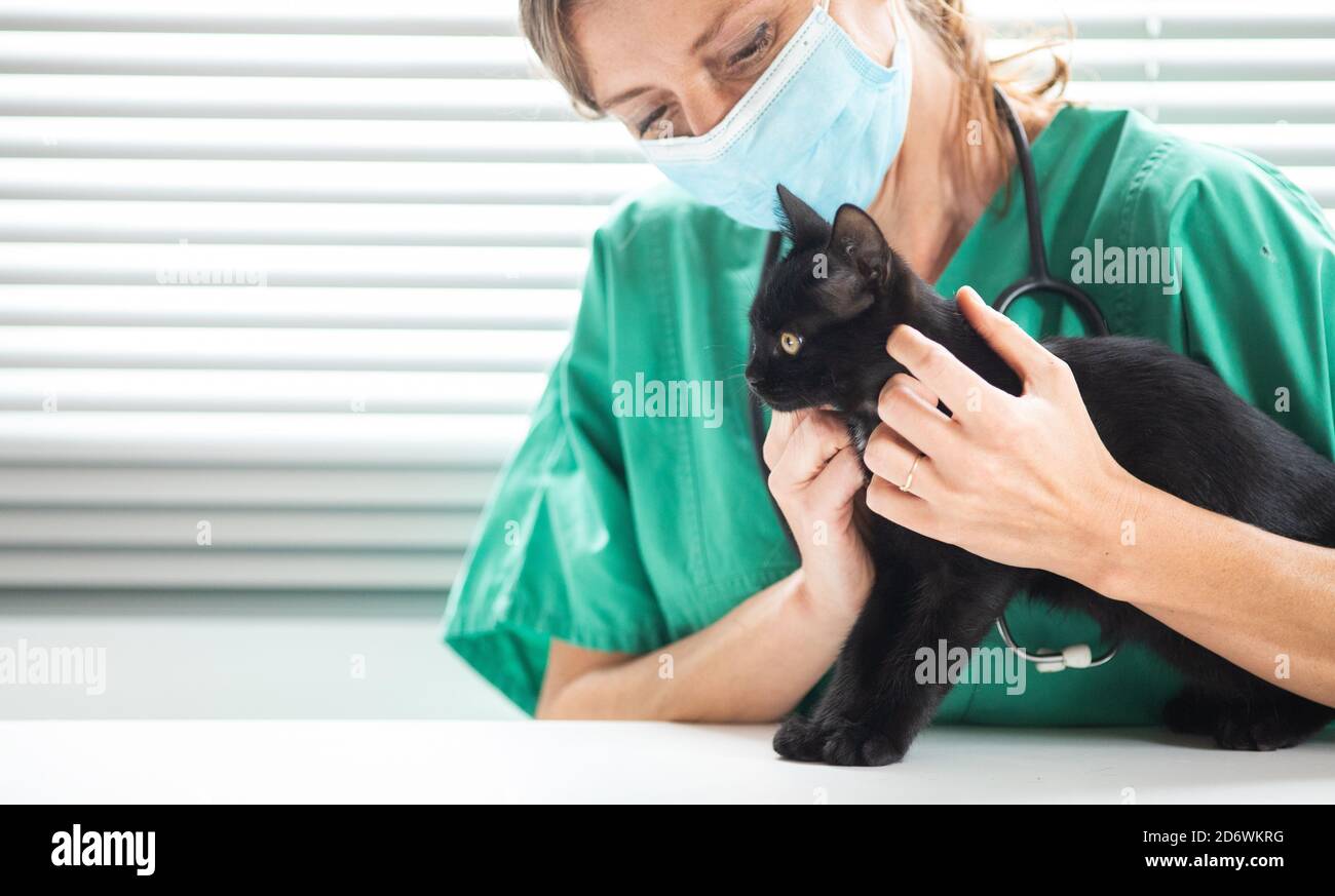 cute little black cat at vet animal care Stock Photo - Alamy