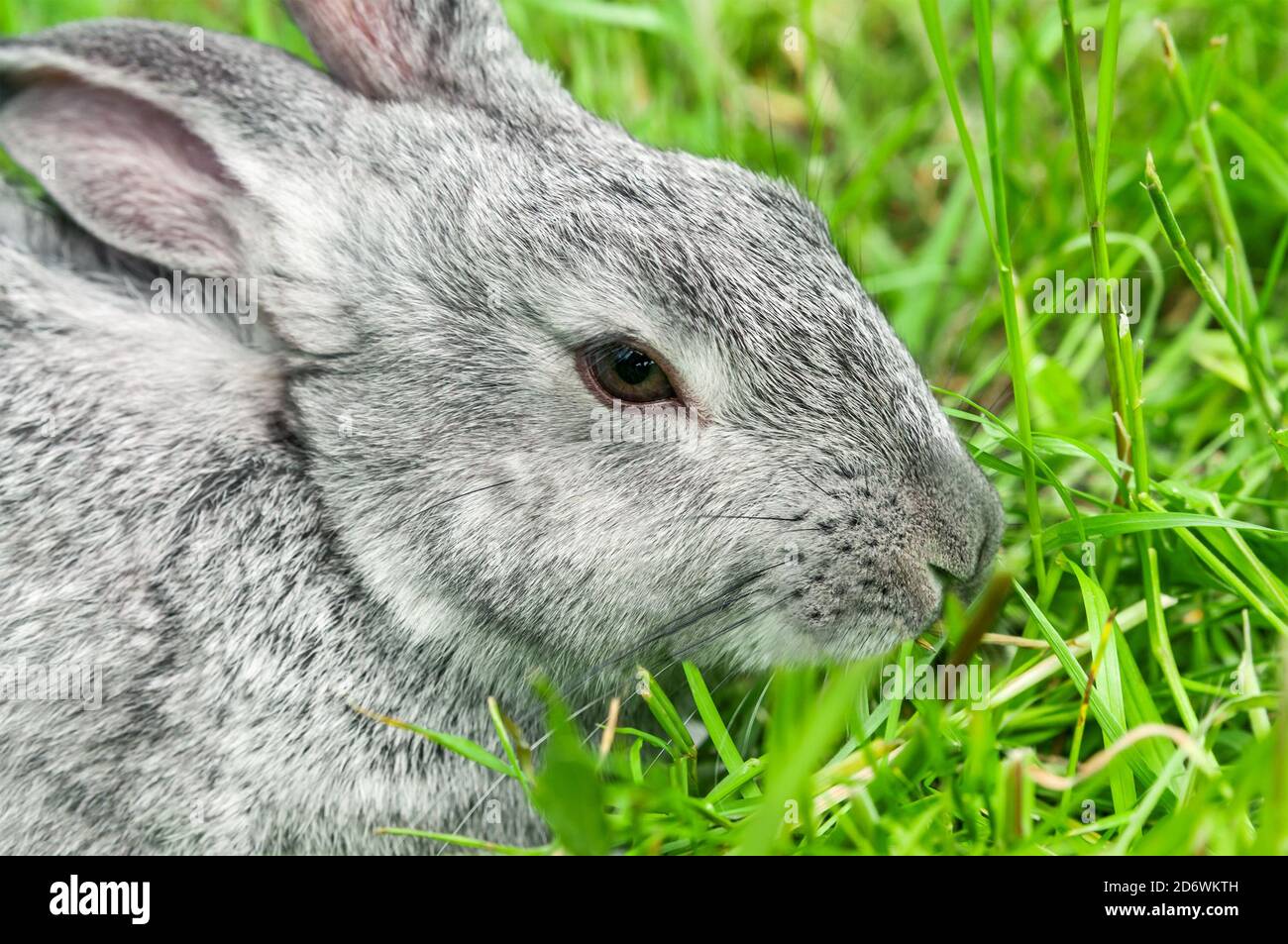 Rabbit sitting in grass, smiling at camera Stock Photo - Alamy