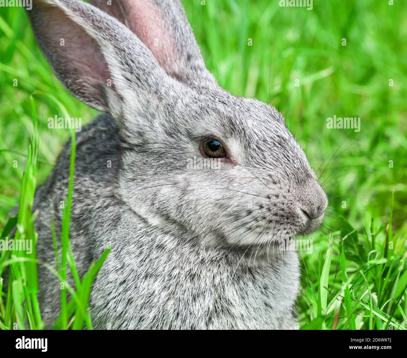 Rabbit sitting in grass, smiling at camera Stock Photo - Alamy