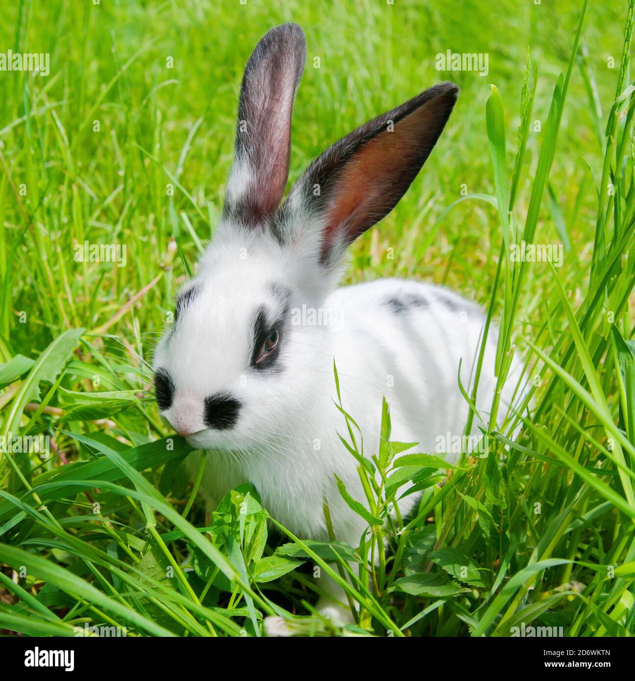 White rabbit teeth hi-res stock photography and images - Alamy