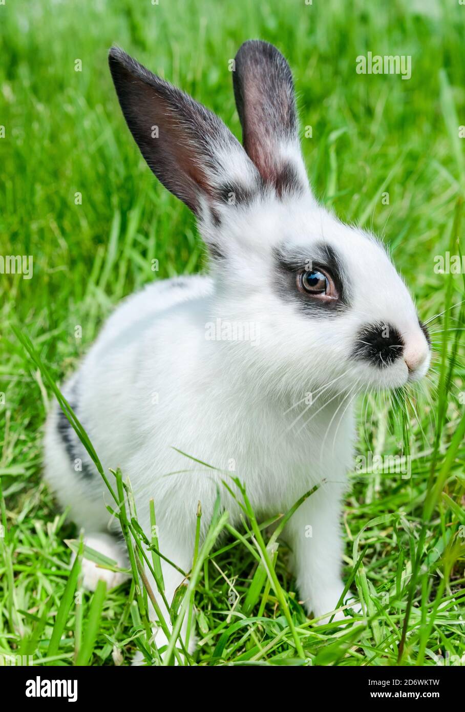 Rabbit sitting in grass, smiling at camera Stock Photo - Alamy