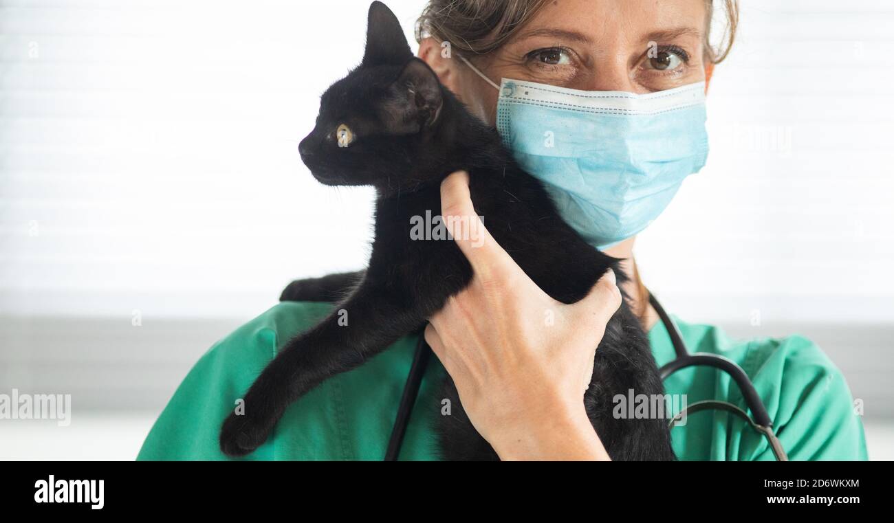 cute little black cat at vet animal care Stock Photo - Alamy