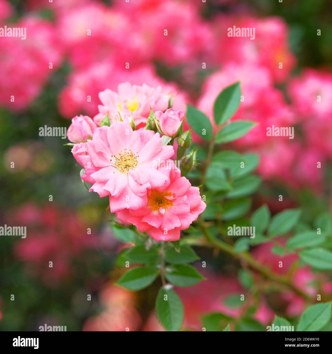 Climbing rose bush hi-res stock photography and images - Alamy