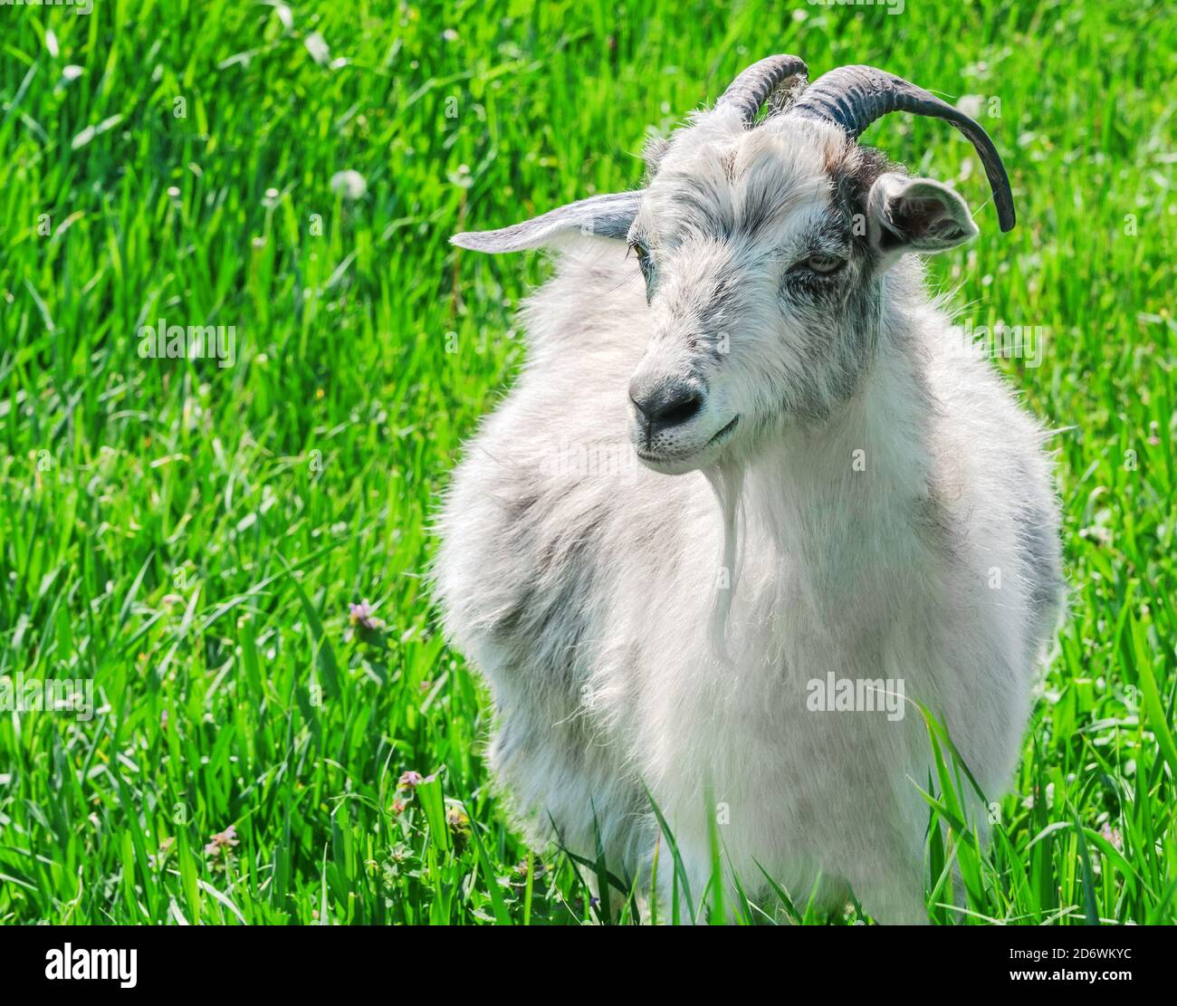 White goat breed hi-res stock photography and images - Alamy
