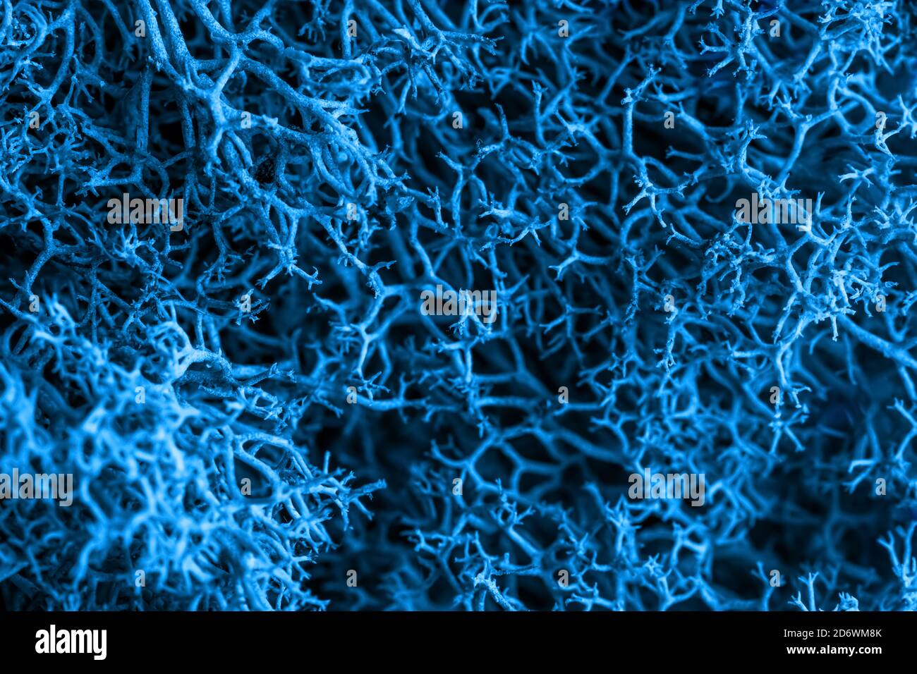 abstract texture, background. blue macro photo of a moss Stock Photo ...