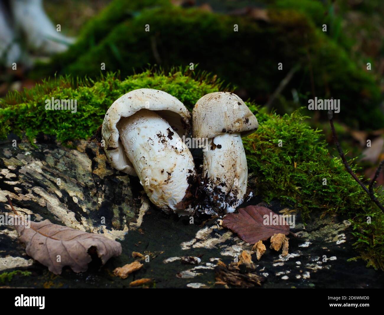 Seta edulis hi-res stock photography and images - Alamy