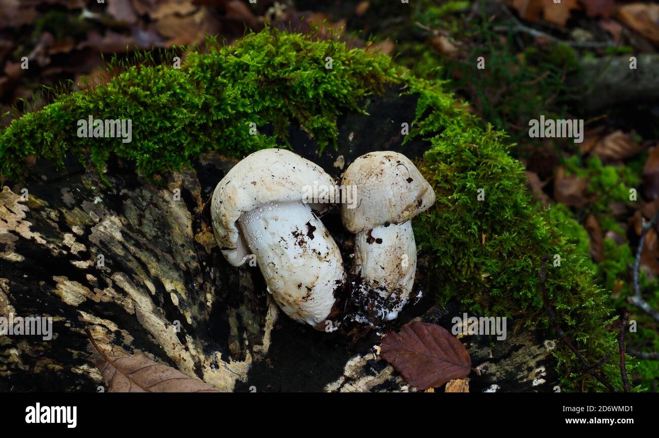 Twins mushroom fungus season hi-res stock photography and images - Alamy