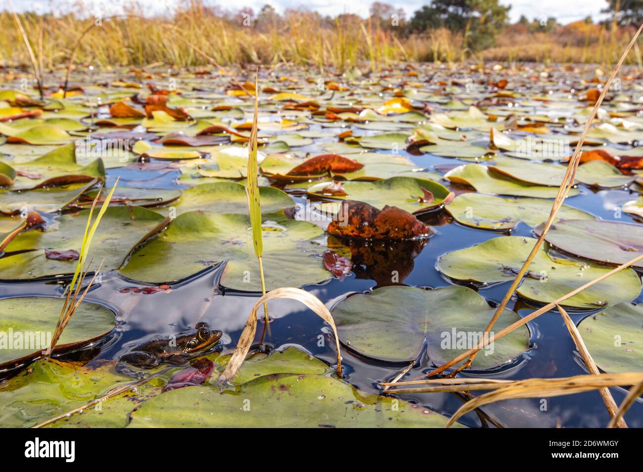 Carpenter frog hi-res stock photography and images - Alamy