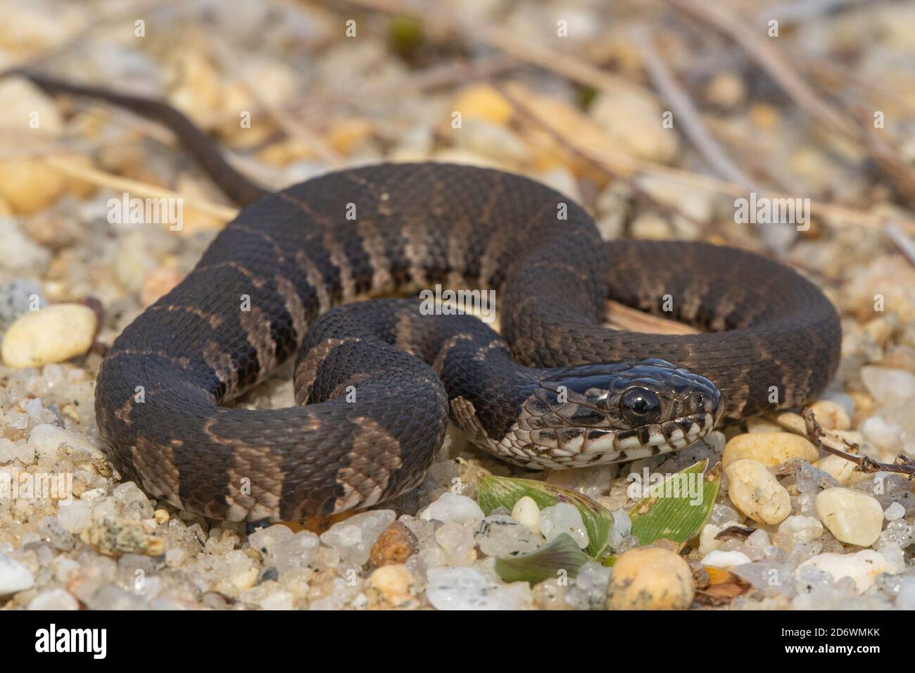 Northern water snake - Nerodia sipedon sipedon Stock Photo - Alamy