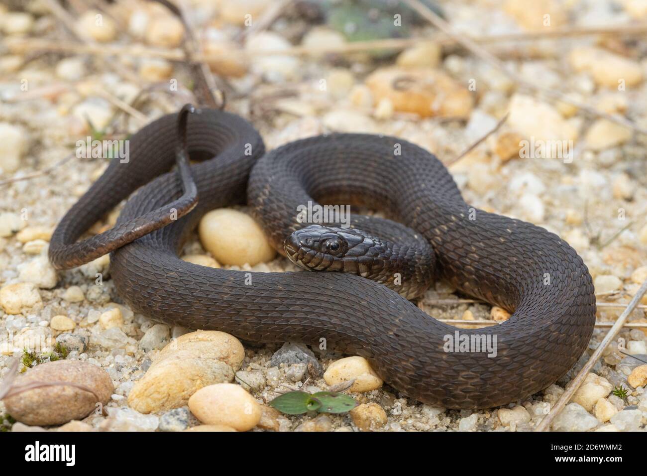 Northern water snake - Nerodia sipedon sipedon Stock Photo - Alamy