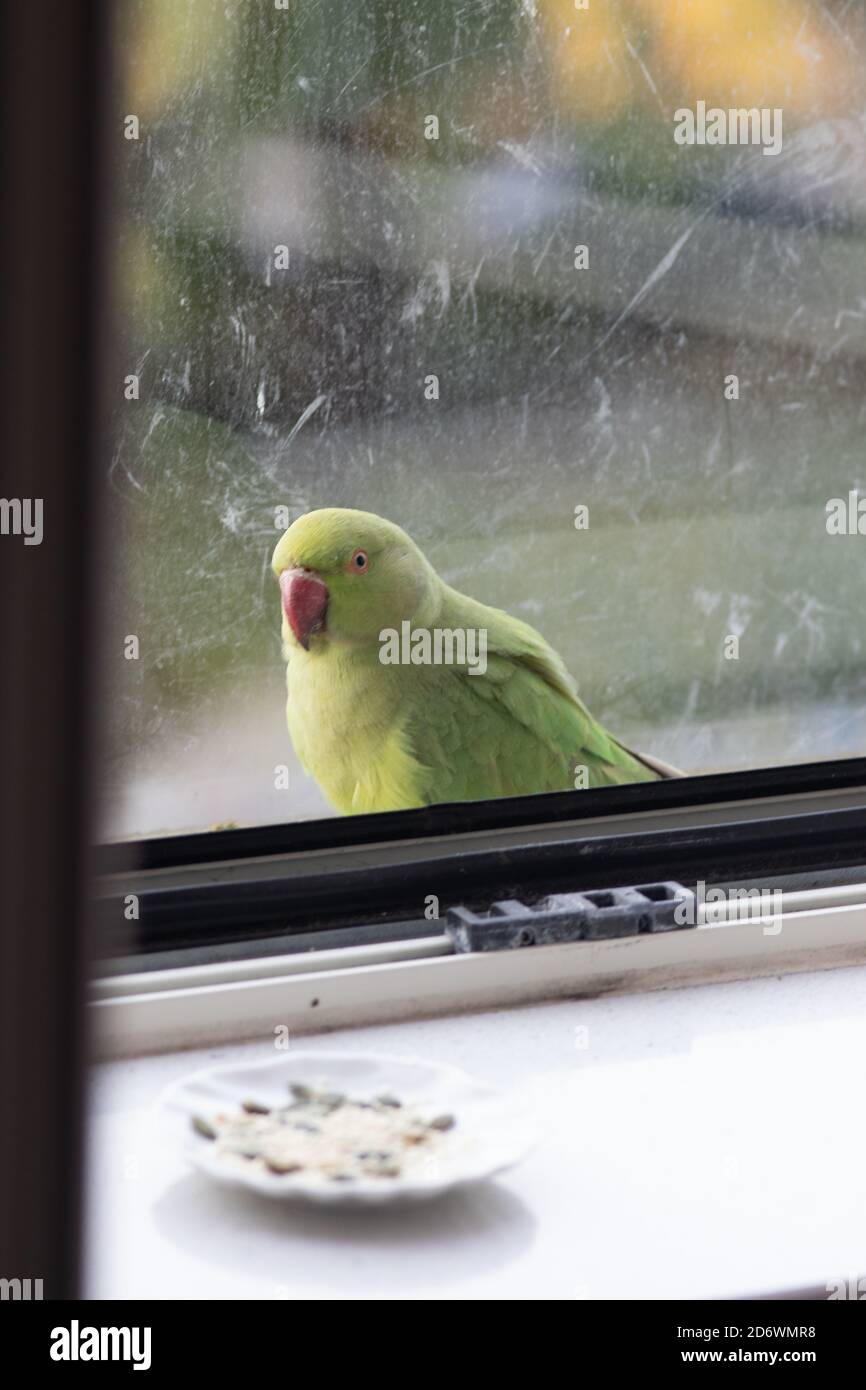 Parrot feathers hi-res stock photography and images - Alamy