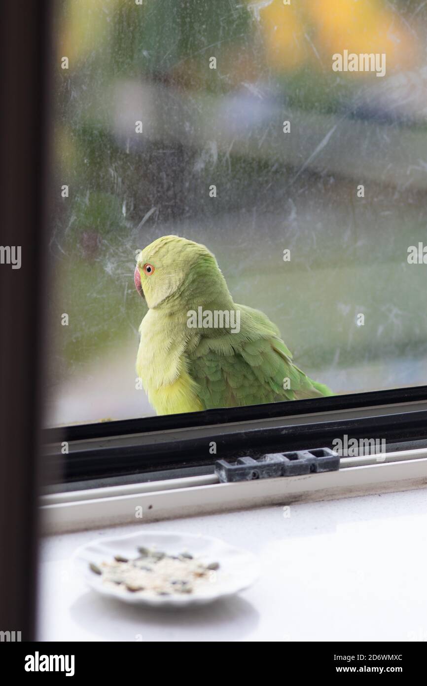 Parrot window frame hi-res stock photography and images - Alamy