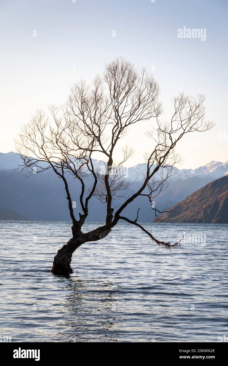 Famous tree hi-res stock photography and images - Alamy