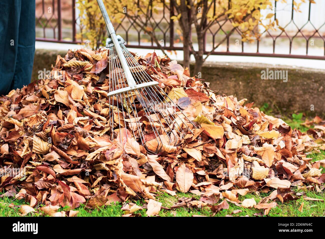 Man cleaning fallen autumn leaves in the backyard Stock Photo - Alamy