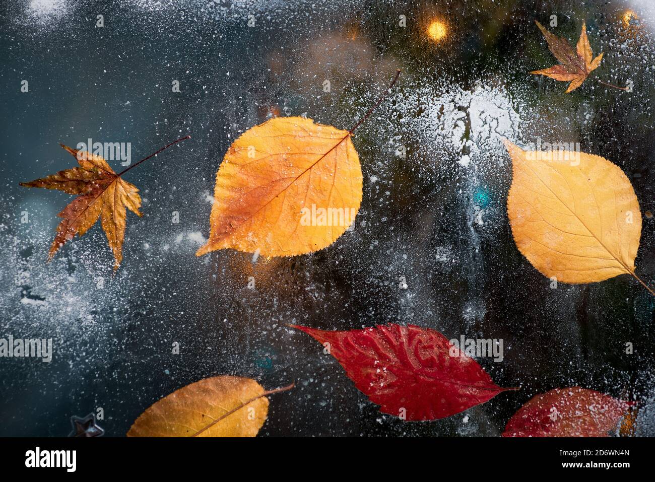 Leaves stuck hi-res stock photography and images - Alamy