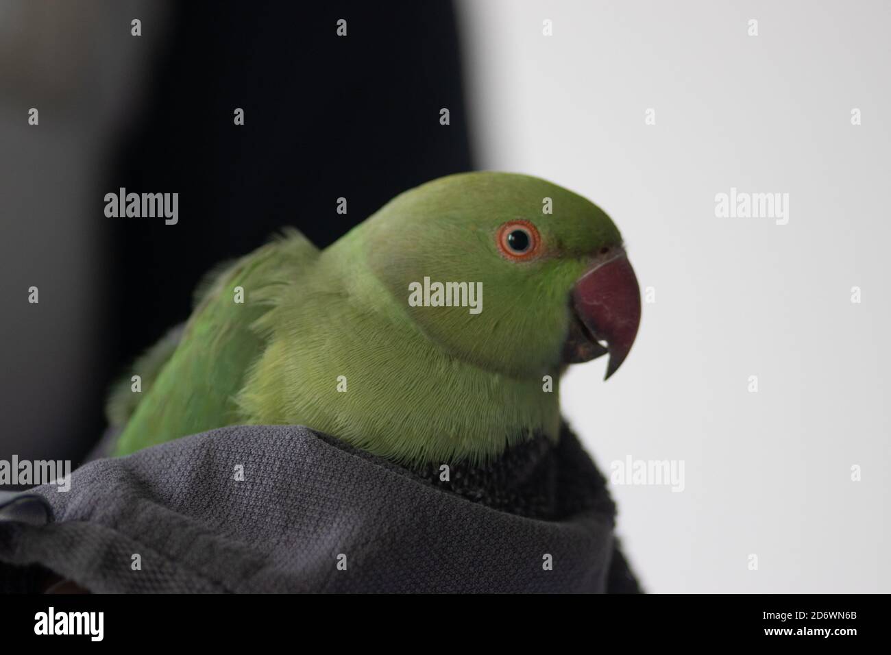 Parrot feathers hi-res stock photography and images - Alamy