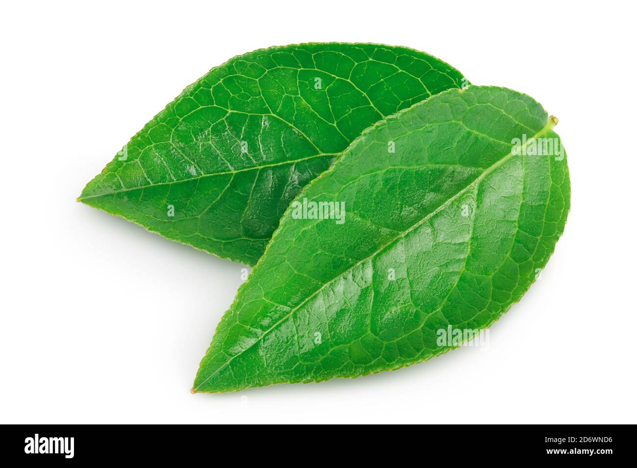Bilberry or blueberry leaf isolated on white background with clipping ...